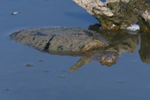 26 Animales que se Camuflan » Ejemplos y Cómo lo Hacen