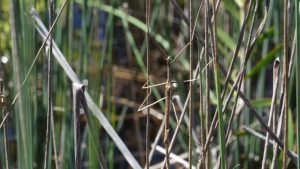 26 Animales que se Camuflan » Ejemplos y Cómo lo Hacen