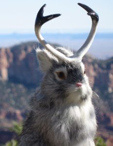 Jackalope o Lebrilope » Datos Curiosos ¿Real o Mitología?