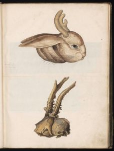 Jackalope o Lebrilope » Datos Curiosos ¿Real o Mitología?