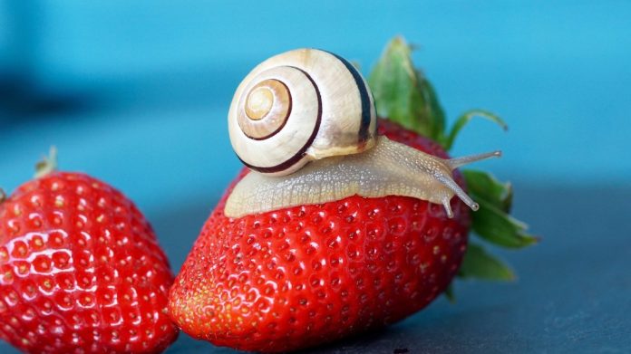 ¿Los Caracoles Tienen Dientes? » Esta y Otras Curiosidades